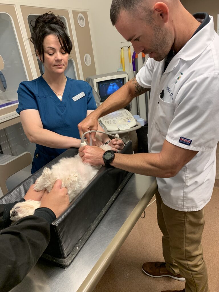 Services - Adobe Veterinary Clinic | Trusted Vet Care in Mesa, AZ