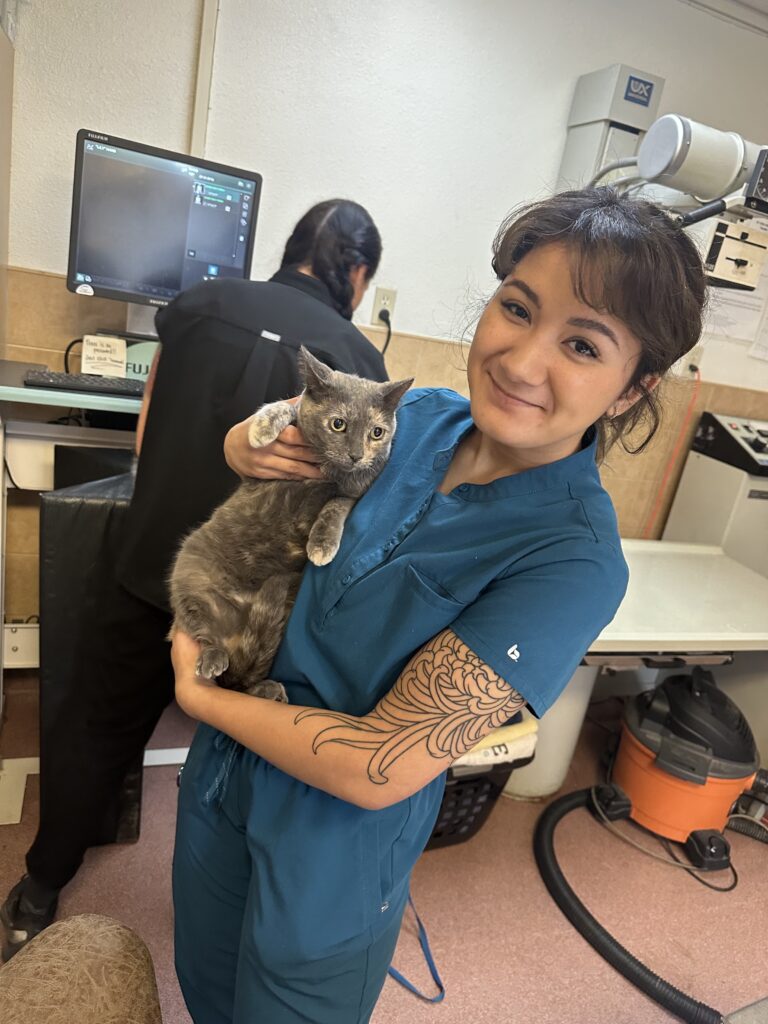 Home - Adobe Veterinary Clinic | Trusted Vet Care in Mesa, AZ